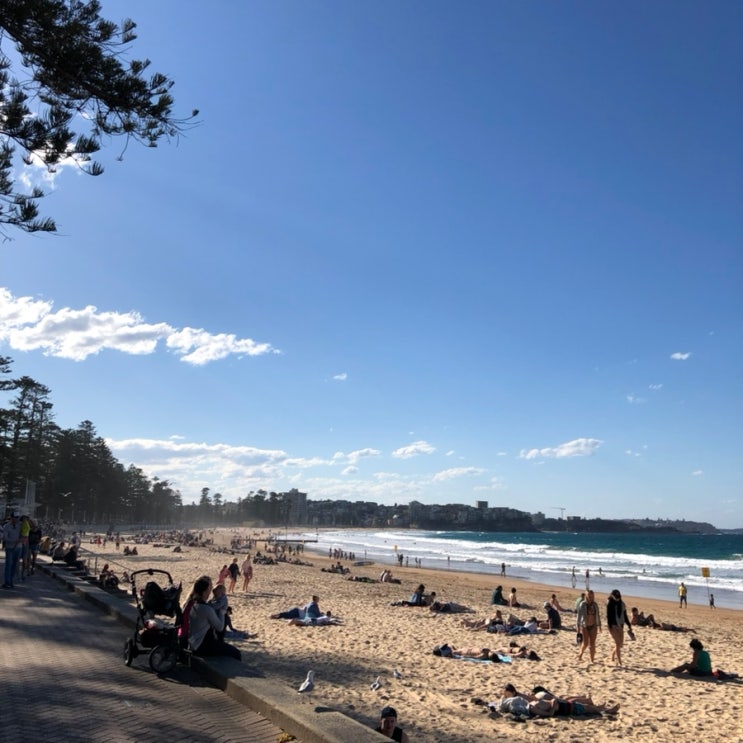 20대 호주 시드니 주말 여행 : Manly beach / Manly Fish Market : 네이버 블로그