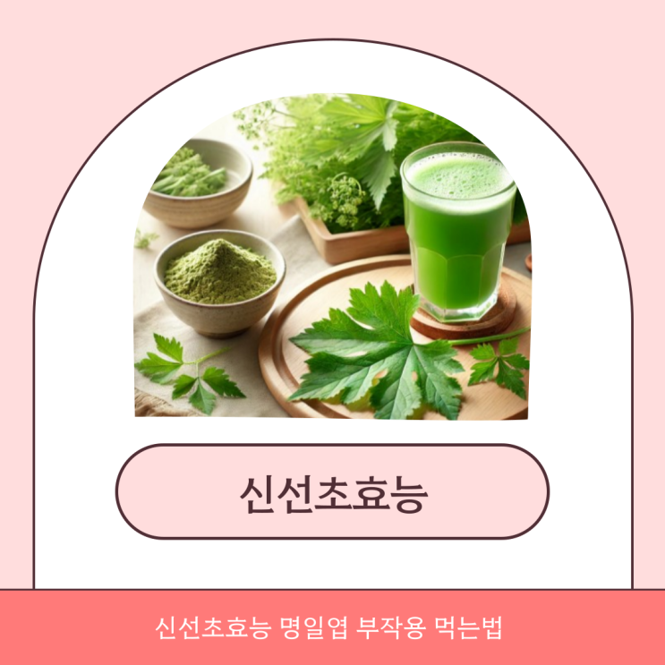 신선초효능 명일엽 부작용 먹는법 네이버 블로그