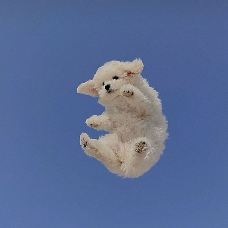 인공지능 자격증 AICE Basic 시험 후기 & 직업 탐색 #4 : 네이버 블로그