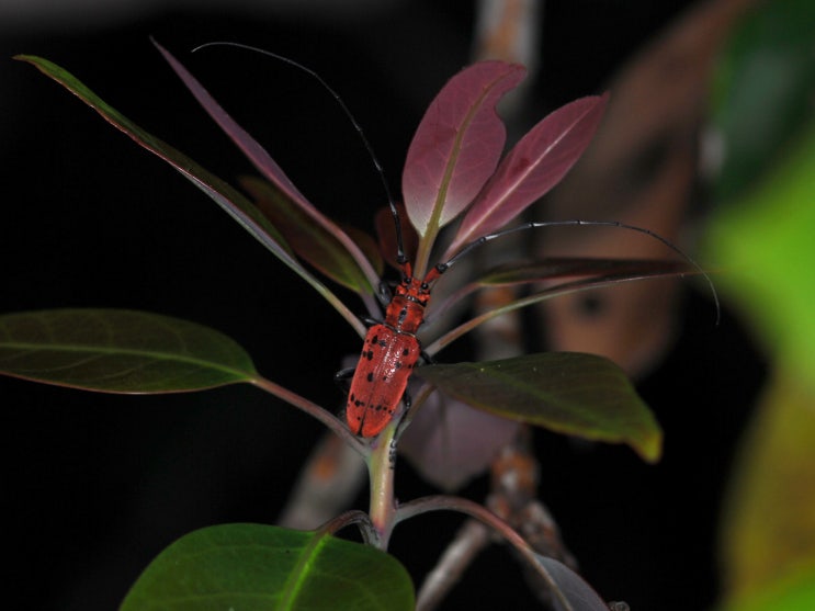 후박나무하늘소 - Eupromus ruber (Dalman, 1817) : 네이버 블로그