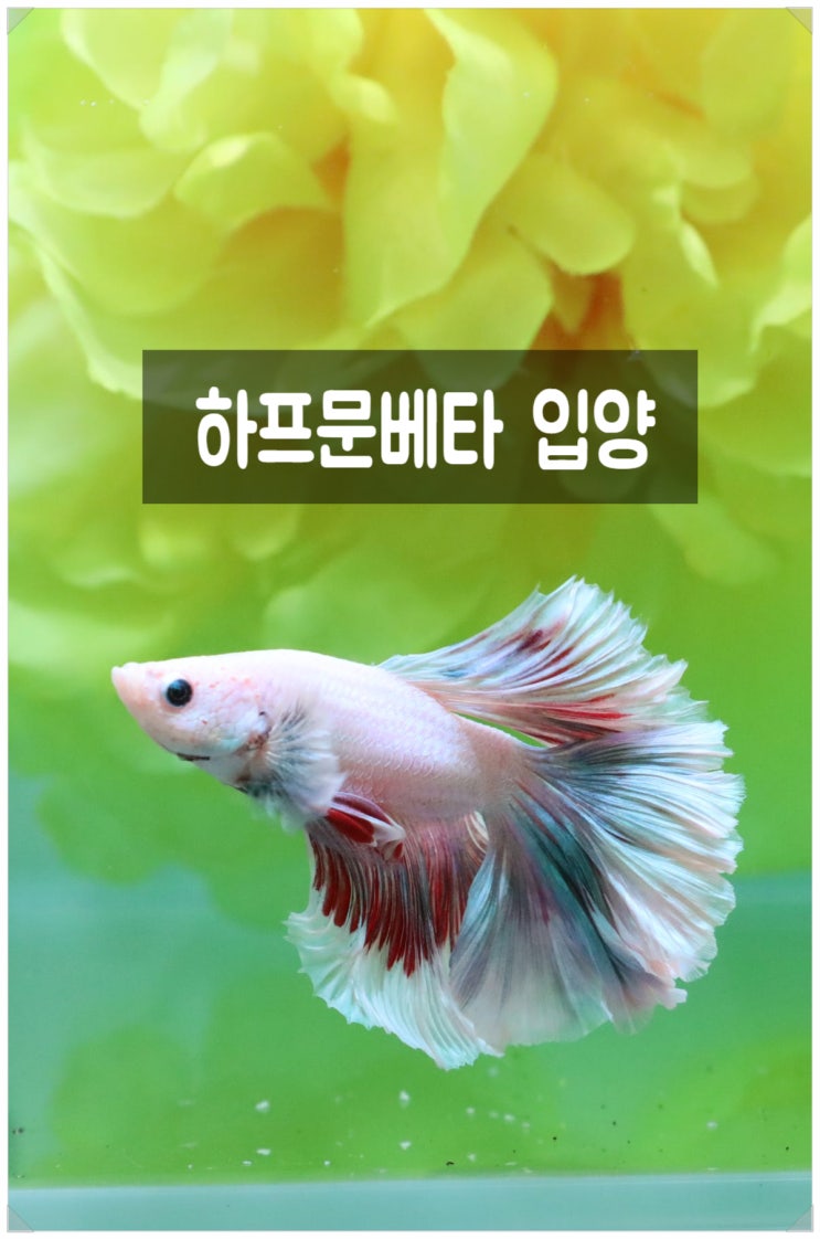 베타 물고기키우기 하프문베타 추가 입양 했어요 네이버 블로그