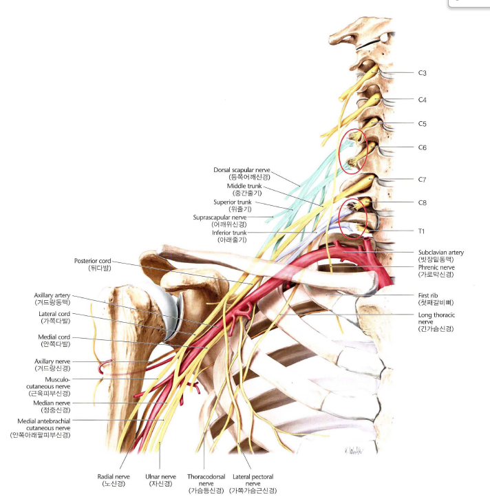 송도재활PT/Eden's test(이든 검사)에 대해서 알아보자! Thoracic oulet sundrome(TOS)가슴문증후군 ...