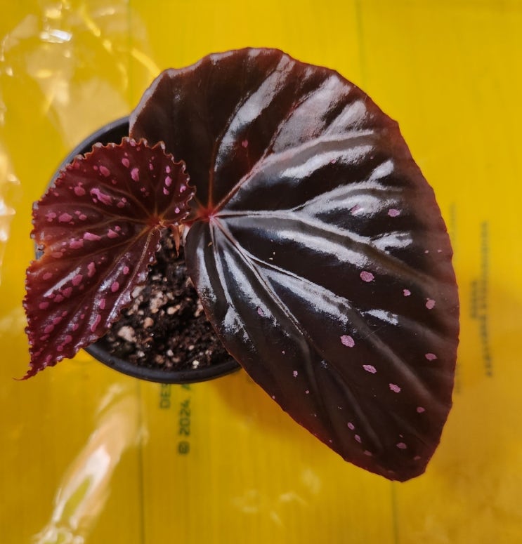 크리스마스 라고 : 네이버 블로그