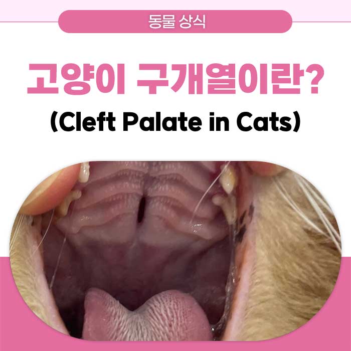 대구고양이동물병원 - 고양이 구개열(Cleft Palate in Cats) 입천장 갈라짐 선천적 원인, 증상, 치료 : 네이버 블로그