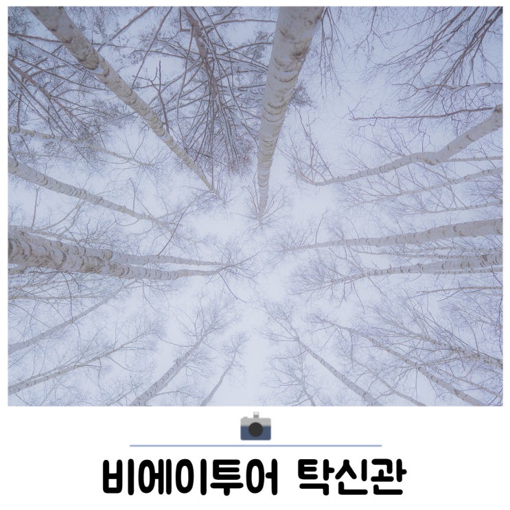 일본 북해도여행 삿포로 비에이투어 탁신관 자작나무숲 포토존 후기 네이버 블로그