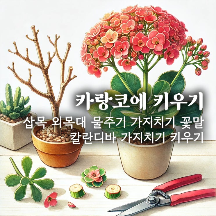 카랑코에 키우기 삽목 외목대 물주기 가지치기 칼랑코에 꽃말 칼란디바 가지치기 키우기 네이버 블로그