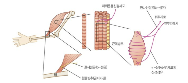 훈토스연구소 감각통합과 고유수용성감각 네이버 블로그