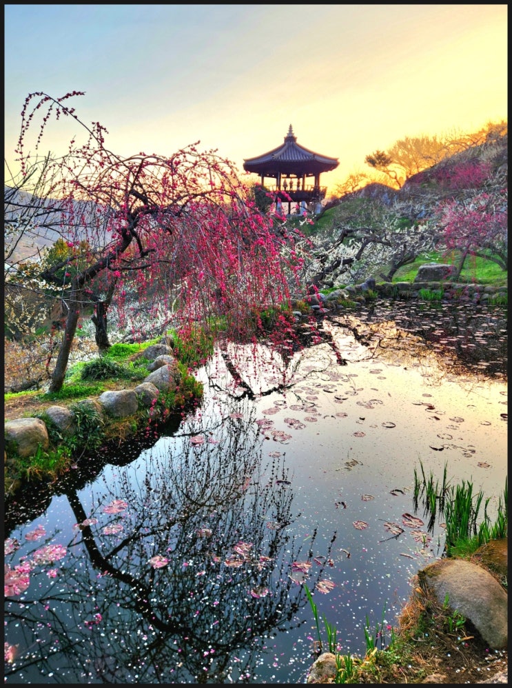 광양 매화마을에서 : 네이버 블로그