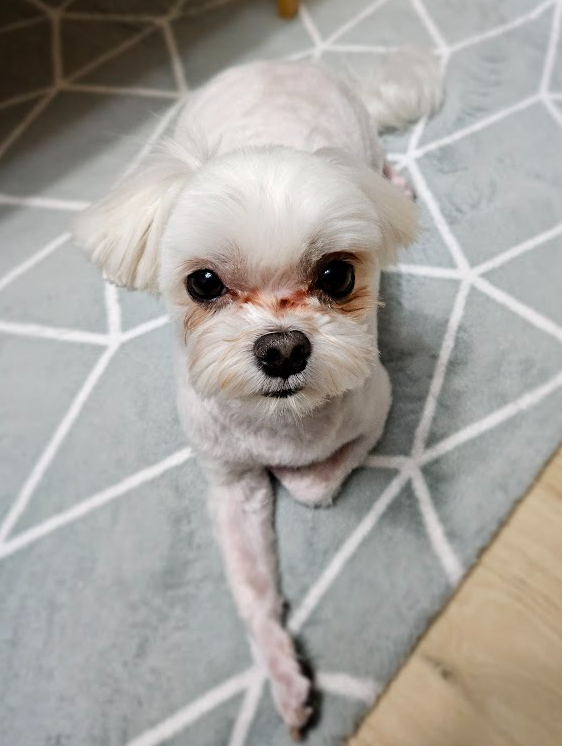 반려견 내돈내산 집에서 하는 식이 알러지 검사 후기버디닥 알러지 간편검사강아지 알레르기 검사 네이버 블로그