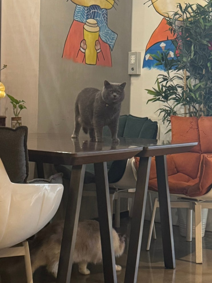[대련 Dalian] 2박3일 여행(3) MANCAT COFFEE [漫猫咖啡(解放路店)] - 고양이가 있는 카페! : 네이버 블로그