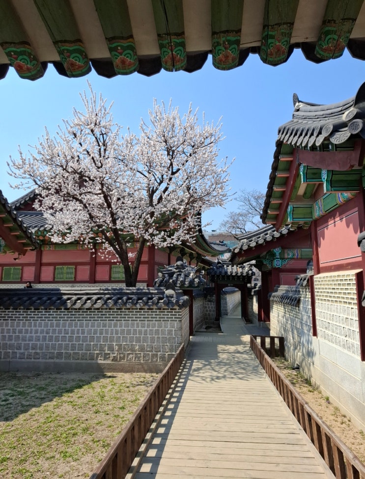 (서울)창덕궁의 봄ㆍ고궁의 봄날ㆍ고궁 산책 : 네이버 블로그