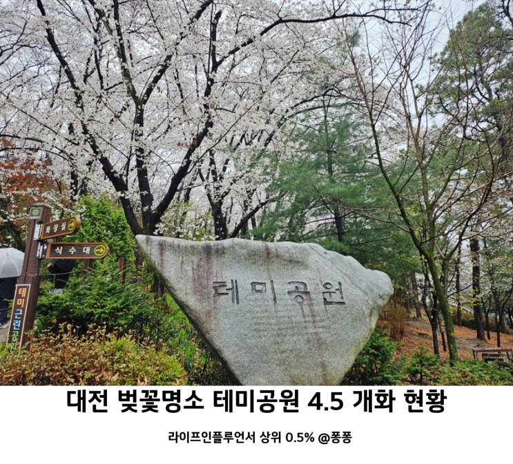 대전 테미공원 벚꽃 개화 현황 성심당 근처 중구 벚꽃 명소 아이와 가볼만한곳 추천 네이버 블로그