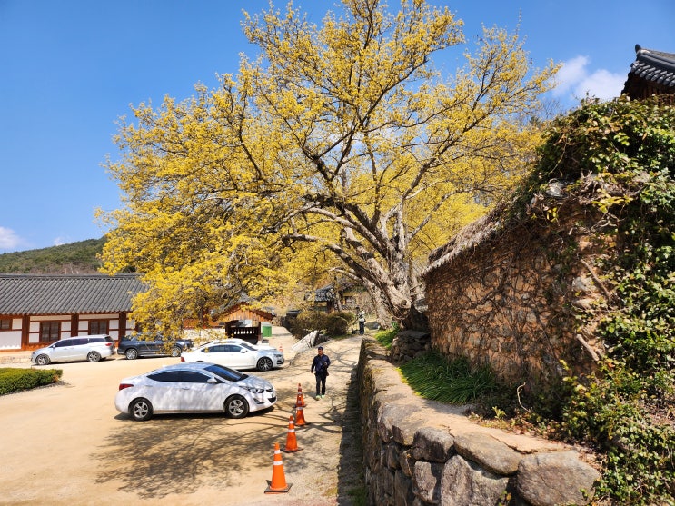 순천 송광사와 선암사의 봄 : 네이버 블로그