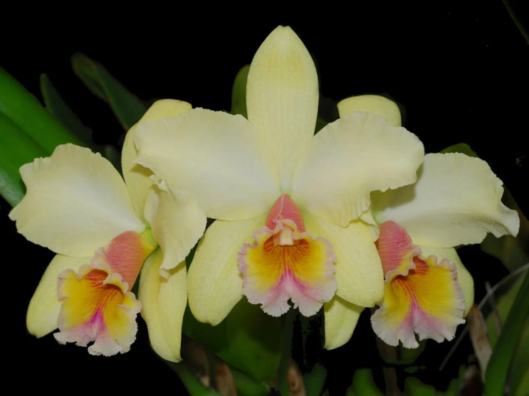 [수량조사]RLC .George king 'Serendipity' / 'Southern cross' : 네이버 블로그