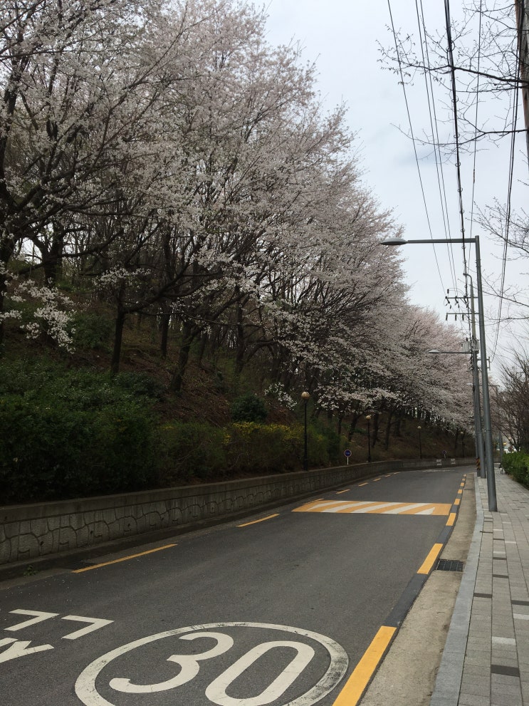 아이폰6s vs 아이폰se1 감성카메라 사진 비교하기 : 네이버 블로그