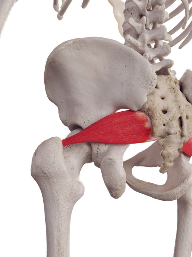 오늘의 해부학 - 이상근(궁둥구멍근,piriformis muscle) : 네이버 블로그