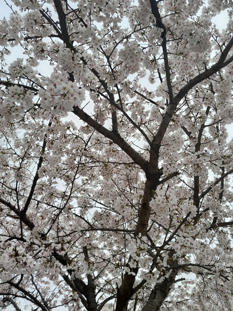 이윤정 lyj,이윤정(李允靜) 자작포토에세이 '흐드러지게 피어난 여의도 벚꽃 바라보며..서울특별시 영등포구 여의도한강공원서 강물울 바라보며 걸었던 4월 오후의 아름다운 시간 ...