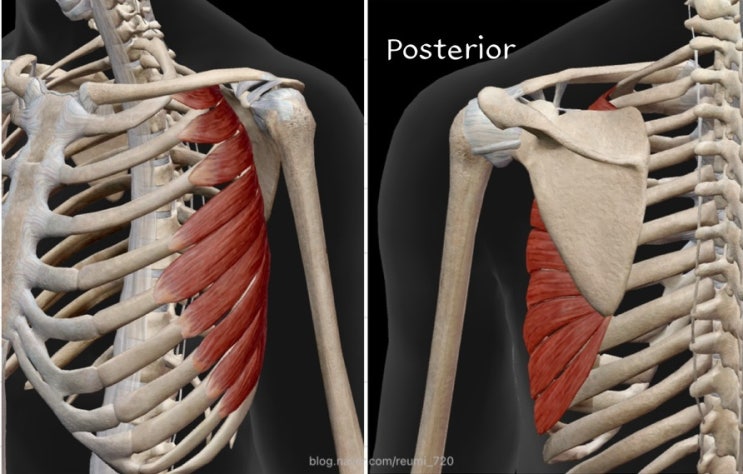 [아름쌤 해부학] 견갑골 전인근│어깨뼈 내밈근│Protraction of the scapula : 네이버 블로그