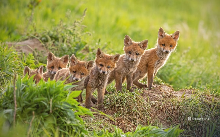 ‘형제자매의 날’-굴 밖의 붉은 여우 새끼들(‘Siblings Day’-Red fox cubs near their den ...