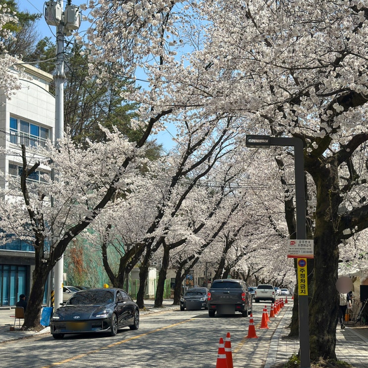 공주 벚꽃 명소 계룡산 동학사 계곡 4월 9일 실시간 개화상태 네이버 블로그