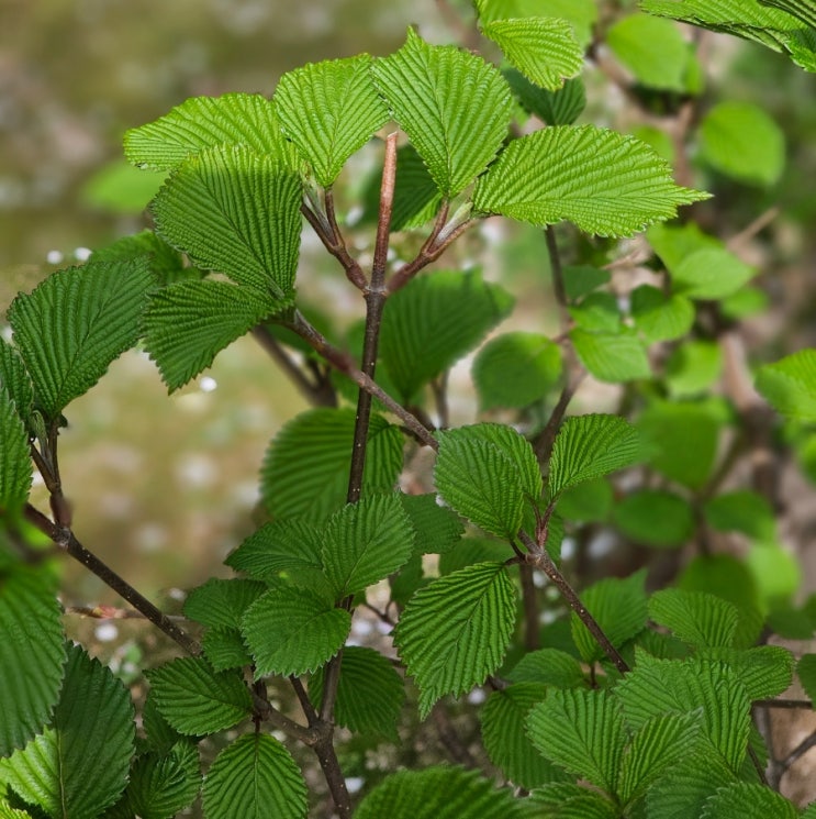 (매매)성남 신흥1구역 재개발 68000만 실투자금 55000만이에요 : 네이버 블로그