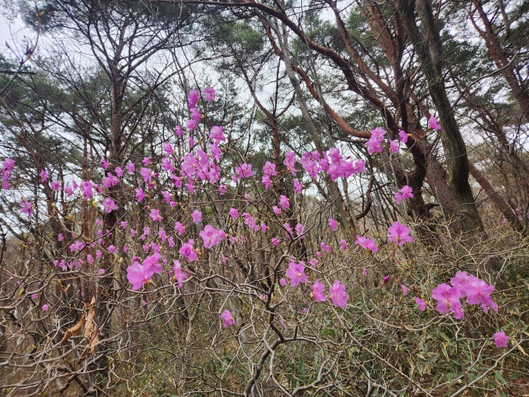 봄맞이 산행!(25,04,05)과 4월 두번째산행!(25,04,12) : 네이버 블로그