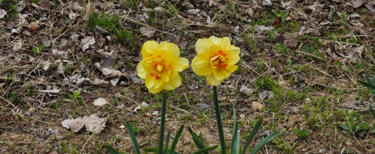 소규모 주식회사의 특례 : 주주총회 소집절차와 관련하여(법 제363조 제6항, 제373조) : 네이버 블로그