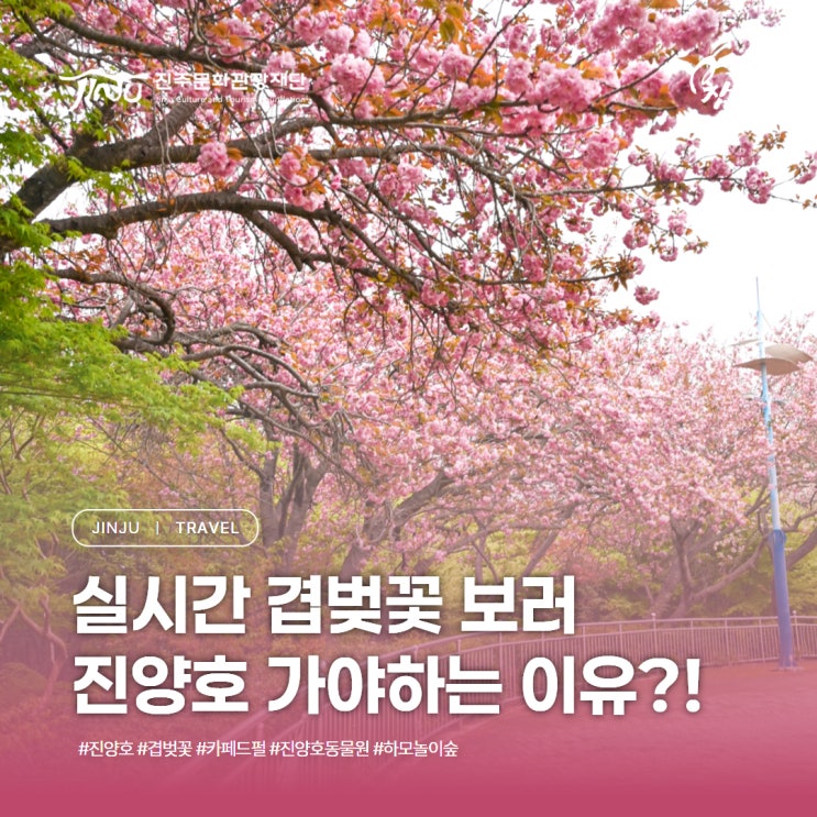 경남 진주 겹벚꽃 명소 진양호 전망대 실시간 개화 상황 진주여행코스 네이버 블로그
