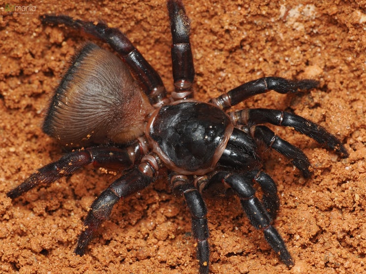 Guangxi Turret Rump Trapdoor Spider, 스탬프 트랩도어 : 네이버 블로그