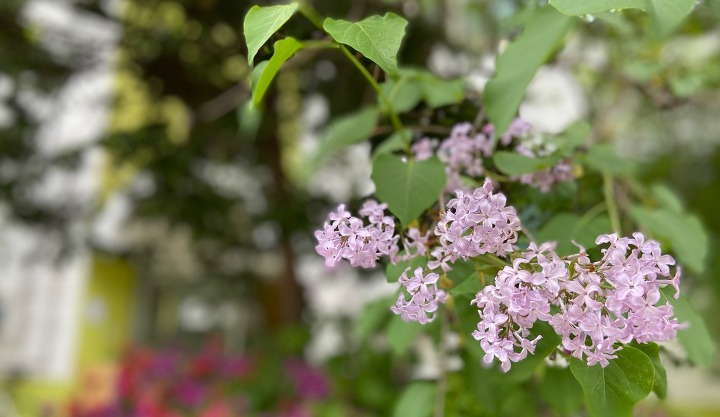 아침의 향기 / 이상진 : 네이버 블로그