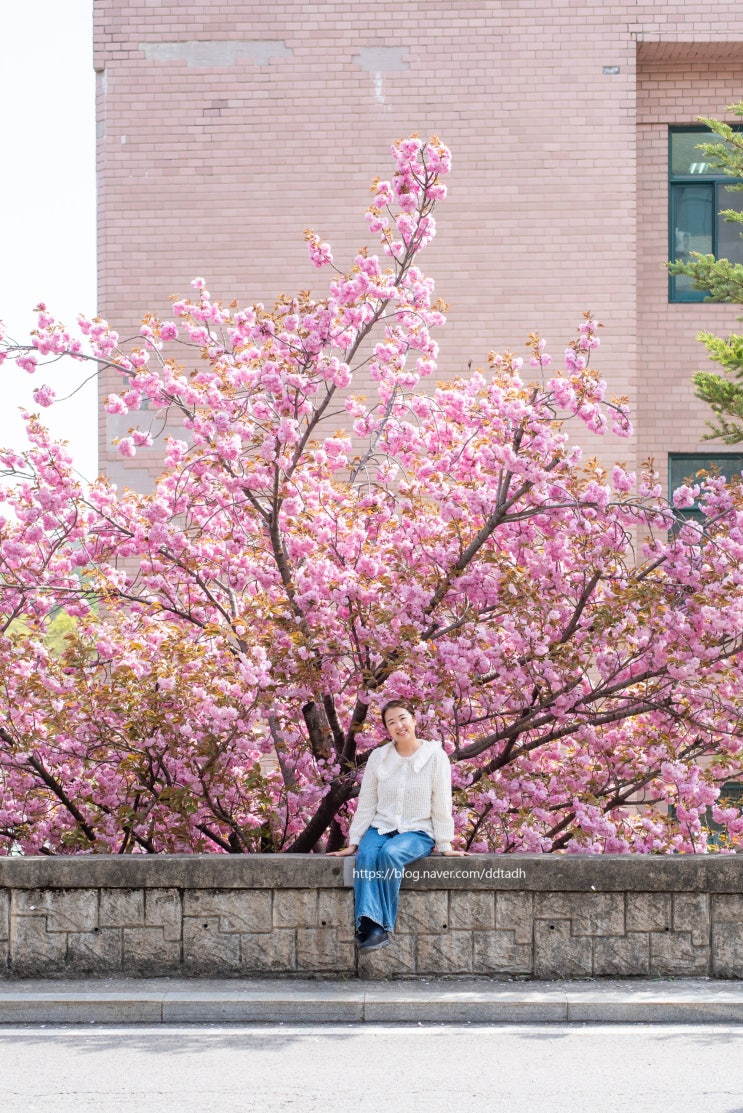 용인 겹벚꽃 명소 경희대 국제캠퍼스 겹벚꽃 스팟 노천극장 등 위치+ 주차장 주차료 : 네이버 블로그
