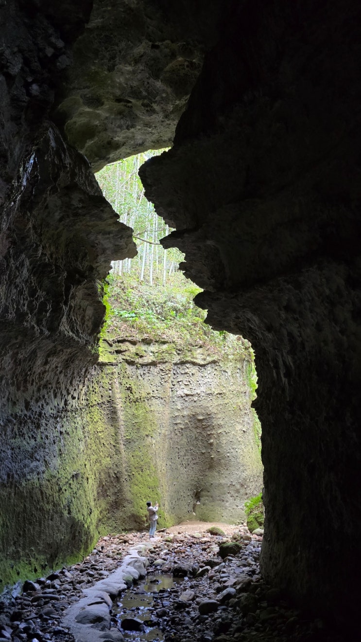 일본 시코쿠 고치 이오키도(ioki cave), 자연의 신비가 숨어있는 동굴과 이끼와 양치식물이 이루는 절벽 : 네이버 블로그