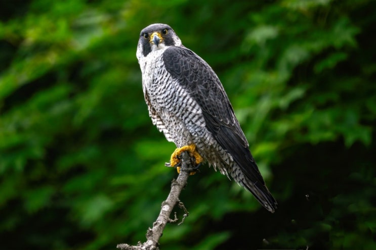 #매 : 네이버 블로그