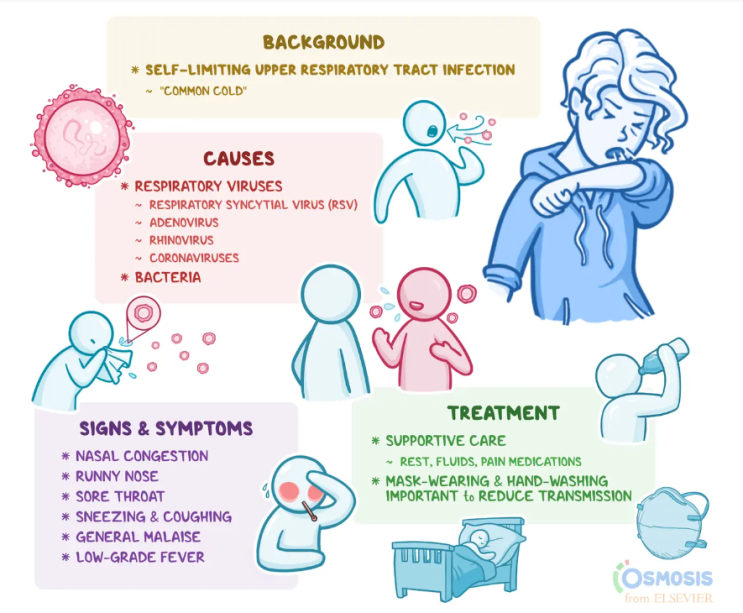[성인간호학] 호흡기계 질환, 병태생리, 필수의학용어 200개 정리 : 네이버 블로그