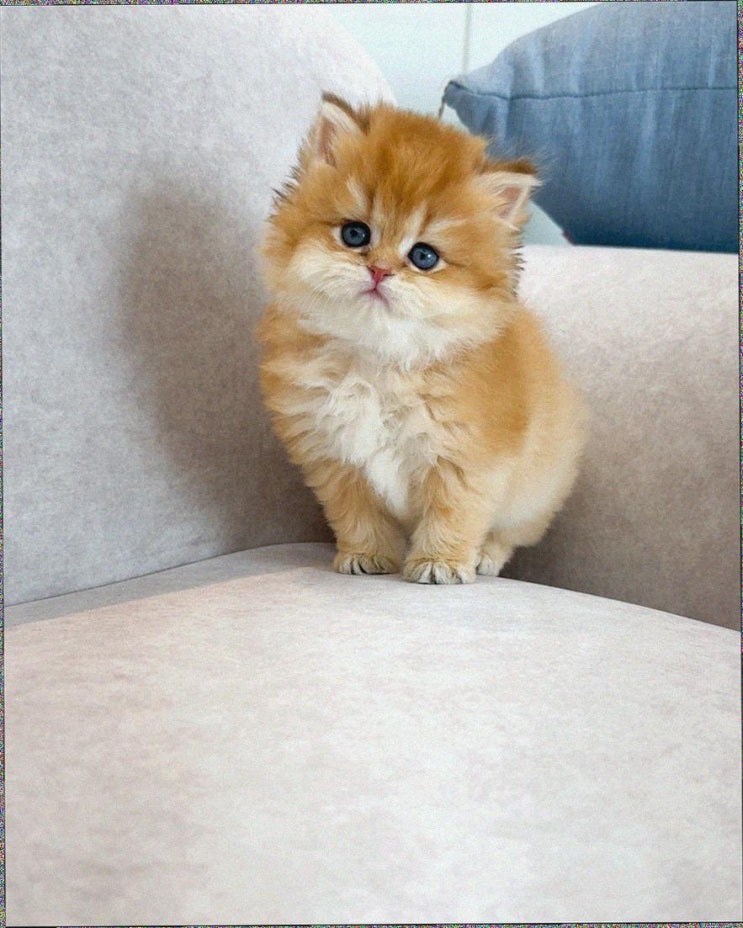 브리티쉬 롱헤어 분양 가격과 관리법 가이드 : 네이버 블로그