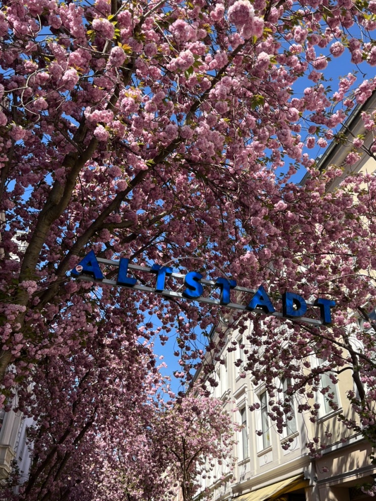2025 독일 본 벚꽃 여행🌸 : 네이버 블로그