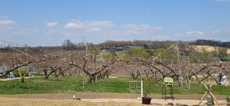 이천 더반CC 근처 복사꽃이 예쁜카페 도화지 재방문해야하는 이유 : 네이버 블로그