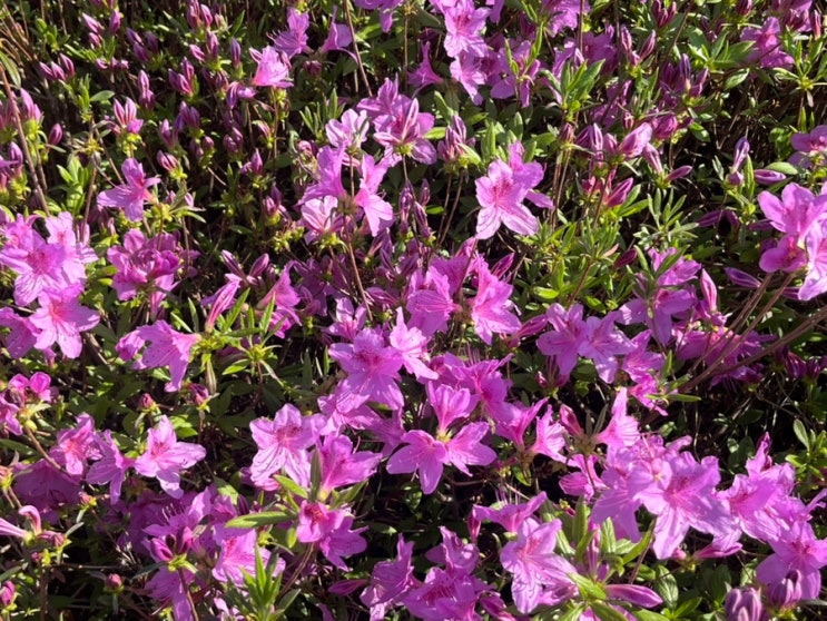 Ye U의 산책; 불암산 철쭉제 산책하기 🌸 : 네이버 블로그