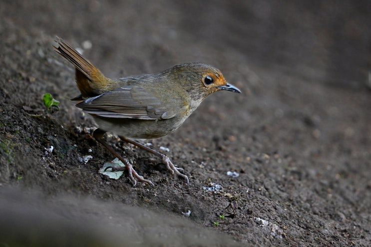 Himalayan Shortwing : 네이버 블로그