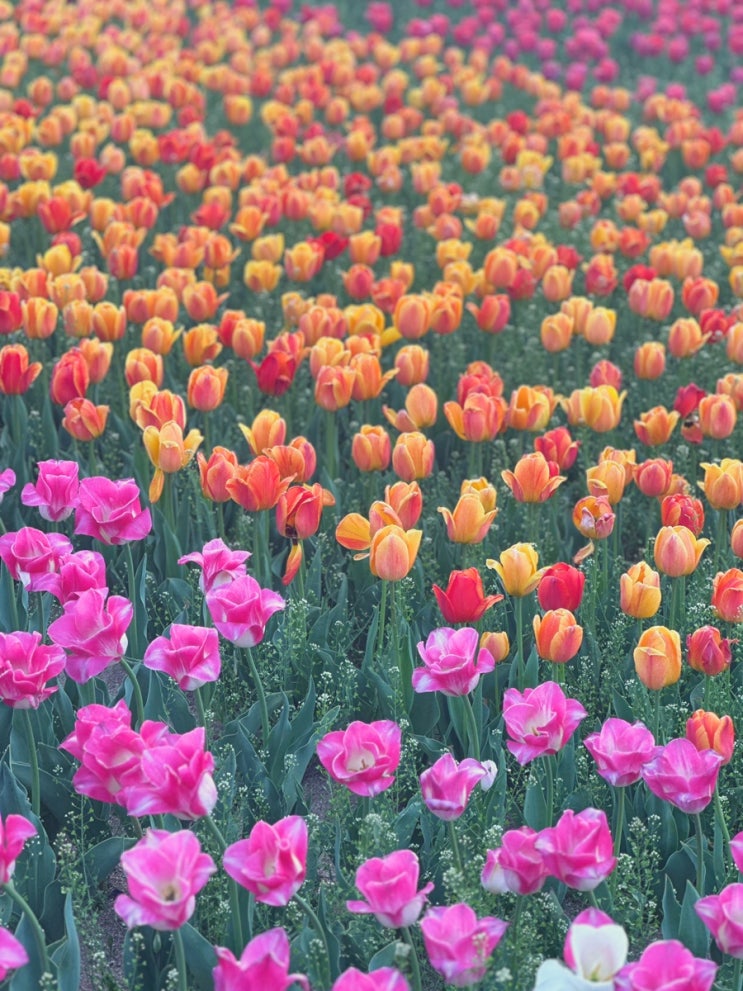 경주 첨성대 튤립 구경 후기｜언제 가면 가장 예쁠까? : 네이버 블로그