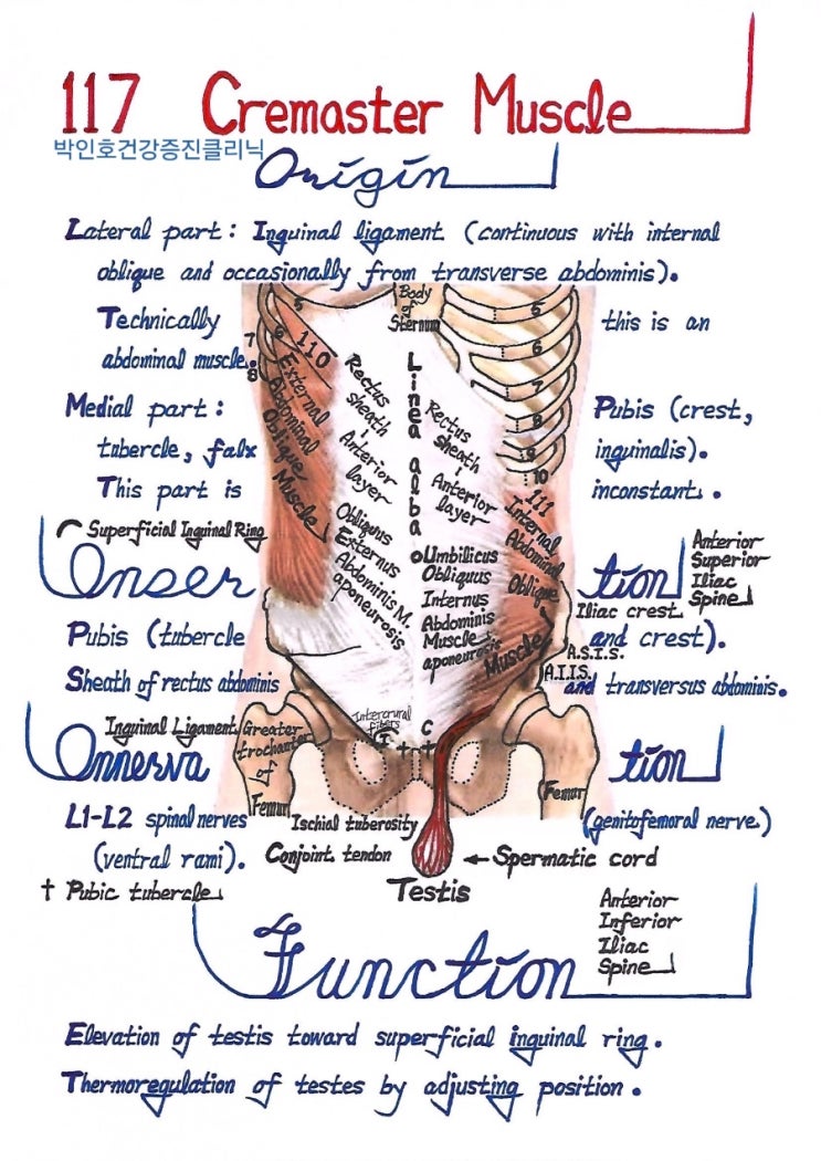 기능해부학 ⭐️117 고환올림근 ; 고환거근 ; 거고근 Cremaster Muscle ; Cremasteric Muscle : 네이버 블로그