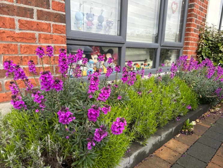 임신일기) 난임, 임신 29주 태반 가장자리 위치 marginal cord insertion 그리고 아스피린 복용 150mg ...