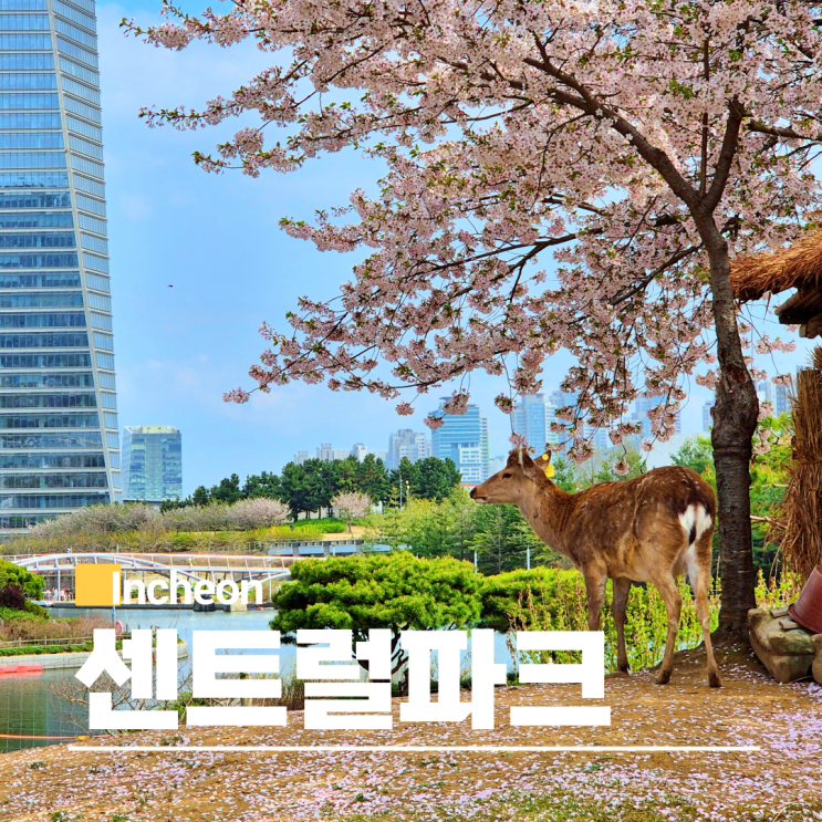 인천 갈만한곳 송도 센트럴파크 공원 힐링여행 볼거리 벚꽃 사슴 주차장 : 네이버 블로그