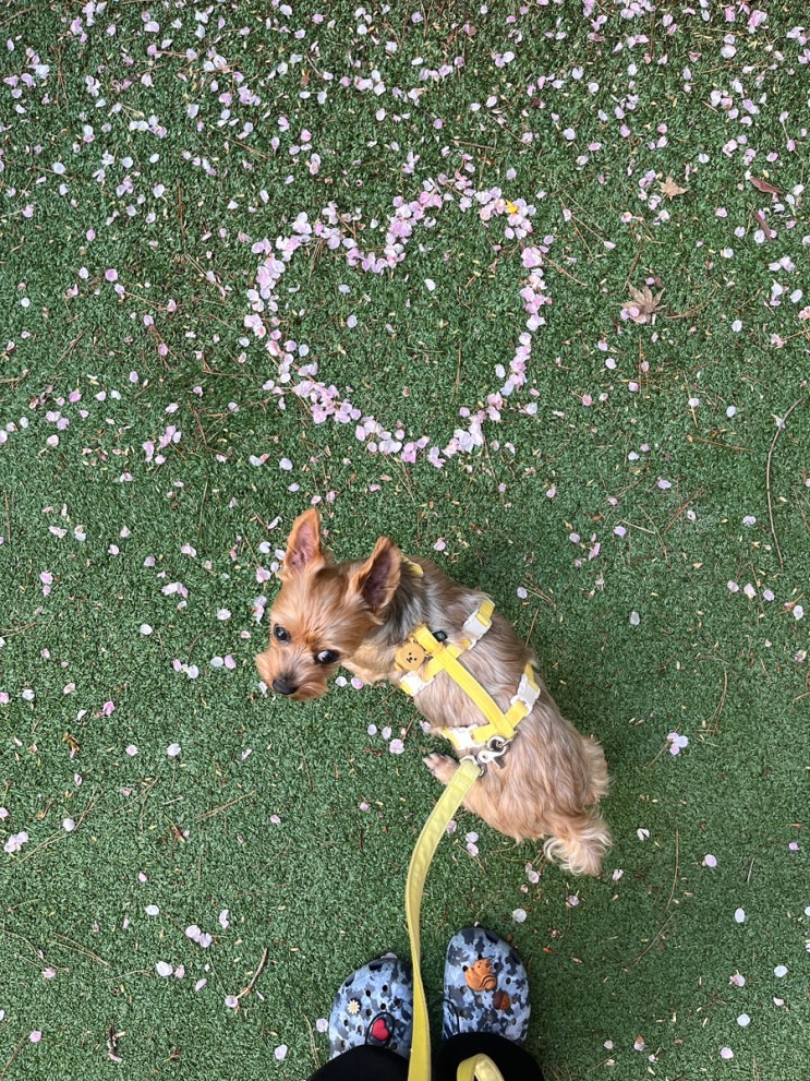 임상탈출 할 수 있을까 나? : 네이버 블로그