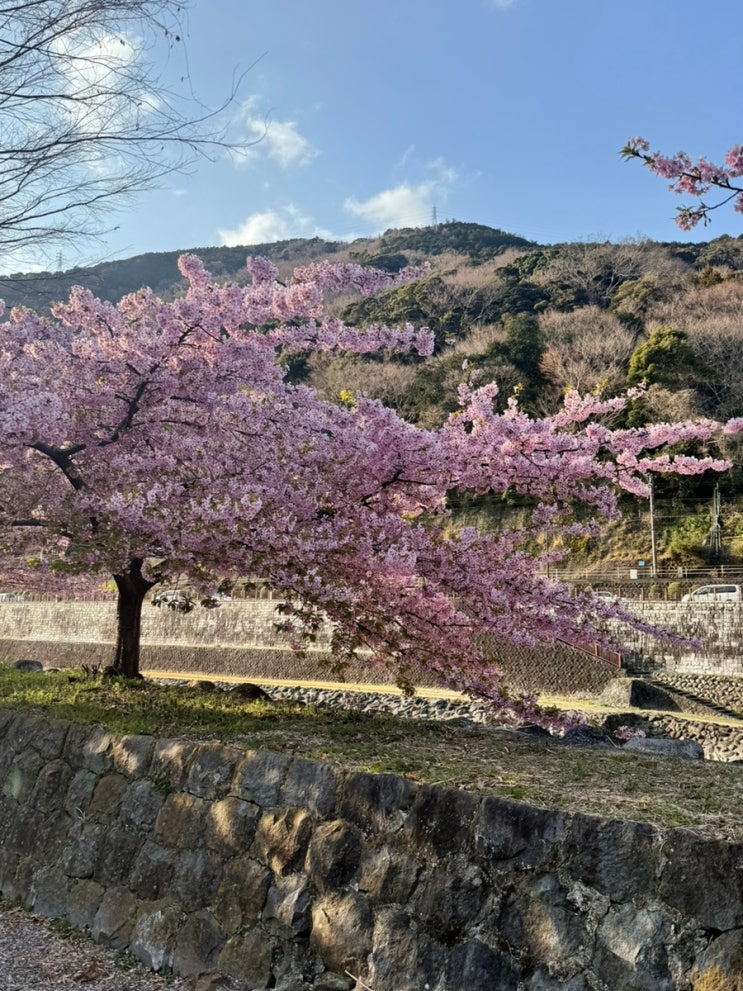 도쿄 근교여행 day6 봄이 일찍 찾아오는 하코네 벚꽃 그리고 기차 : 네이버 블로그