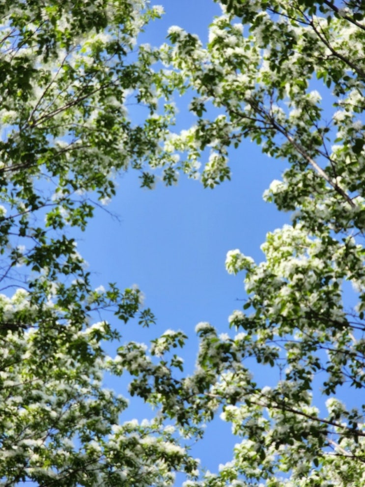 2025년 전주 팔복동예술공장 이팝나무 철길 개방시기 : 네이버 블로그