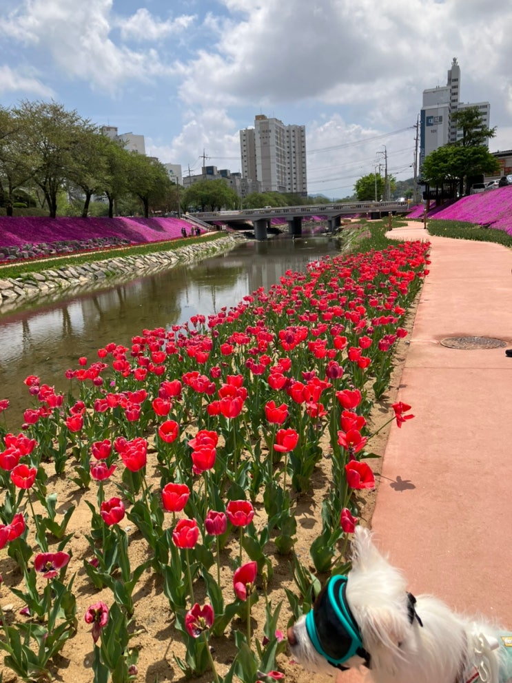 양지천 관방제림 나들이 : 네이버 블로그