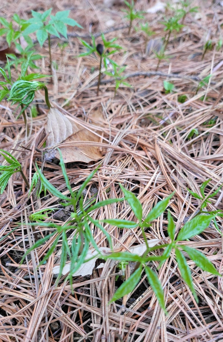 산삼잎 산양삼잎 장뇌삼잎 먹는법 보관방법 효능 강원도 산삼농장 : 네이버 블로그