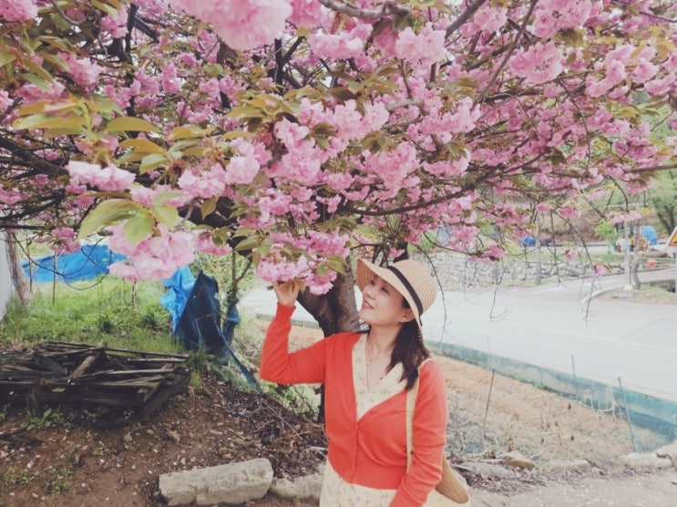 충남세종여행 영평사 충남겹벚꽃명소 구절초명소 세종영평사 장군산영평사 세종가볼만한곳 네이버 블로그