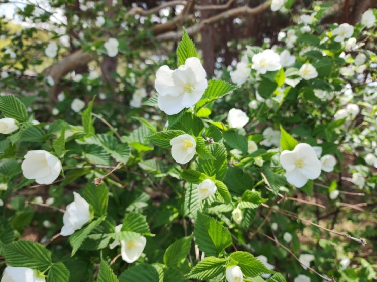 250430 : 네이버 블로그